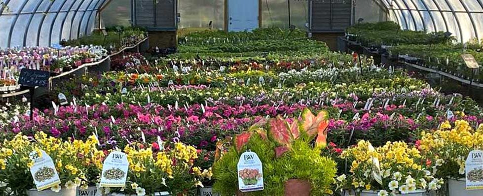 Flower Farm Cape Cod | Best Flower Site